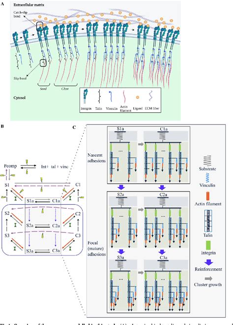 Figure 1 From Force Dependent Focal Adhesion Assembly And Disassembly