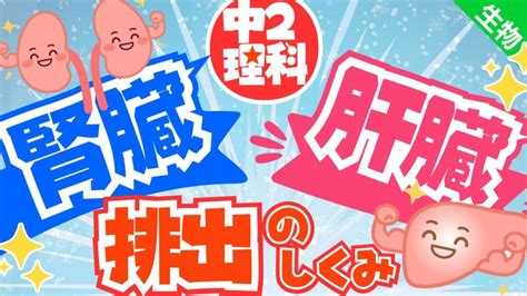 中2理科肝臓と腎臓排出のしくみを現役教員が分かりやすく解説 中学 生物 動物 生命を維持する働き理科バリーclub
