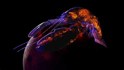 Download Ubuntu 2304 Desktop Wallpaper Lunar Lobster Wallpaper