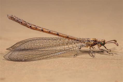 Premium Photo Adult Antlion Insect
