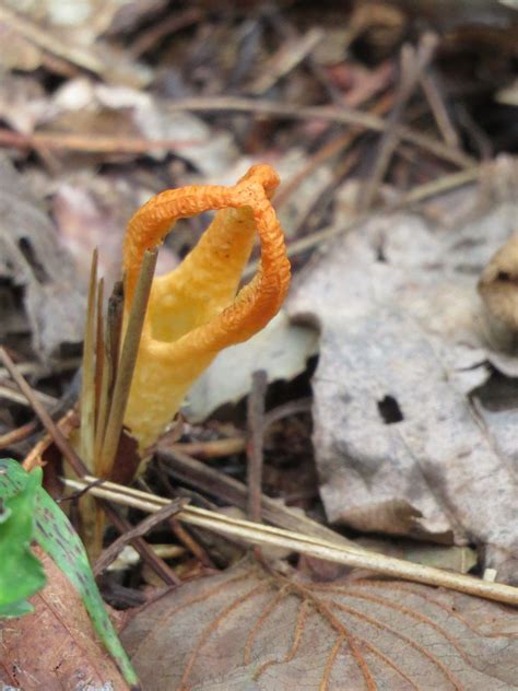 Gasteroid Fungi October Plant Insects Japanese
