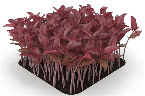 Red Amaranth Model Turbosquid 1565464