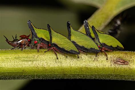 Premium Photo Adult Buffalo Treehopper