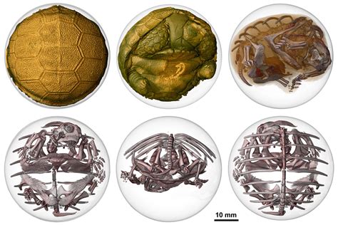Beauty Of Science Inside A Turtle Egg