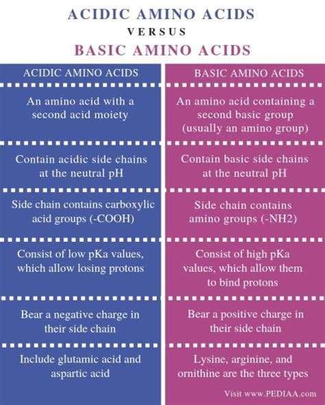 Acidic Amino Acids List