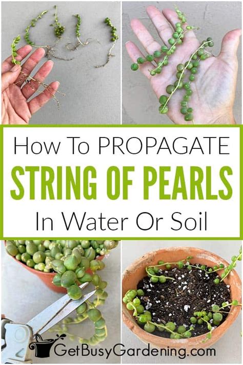 How To Propagate String Of Hearts Artofit