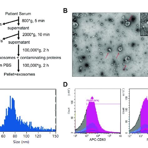 Characterization Of Evs Athe Procedures For Evs Isolation Used In