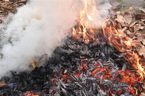 Forest Fire In India Stock Image Image Of Danger Person 278321973