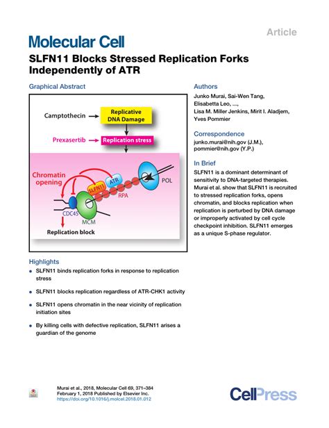 Pdf Slfn11 Blocks Stressed Replication Forks Independently Of Atr