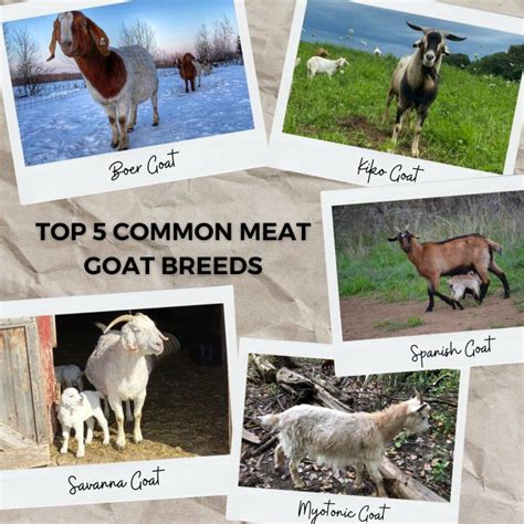 Top Meat Goat Breeds Guide