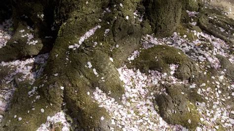 お庭に桜の木をおすすめしない理由 外構工事ガーテリア