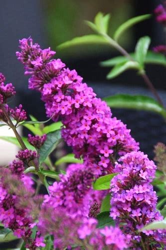Buy Blue Heaven Dwarf Butterfly Bush Free Shipping Wilson Bros Gardens 3 Gallon Pot For Buy Blue Heaven Dwarf Butterfly Bush Free Shipping Wilson Bros Gardens 3 Gallon Pot For