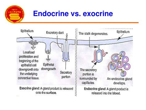 Ppt Comprehensive Overview Of The Endocrine System Functions
