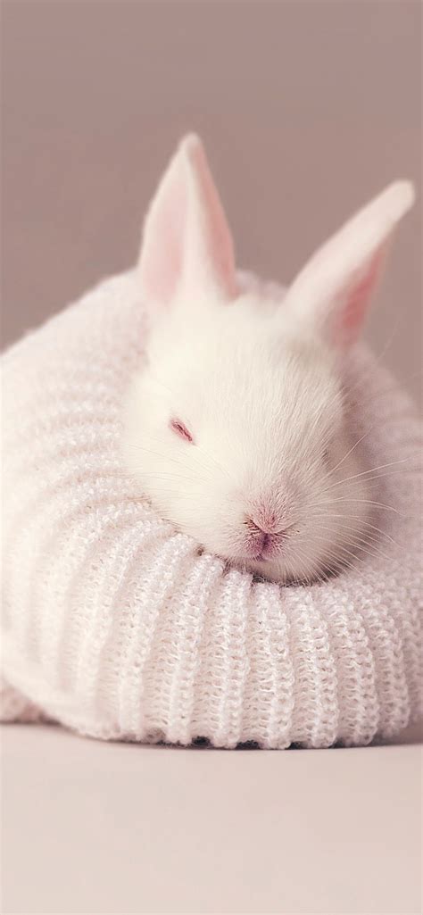 Cute Bunny Aesthetic Wallpapers Wallpaper Cave