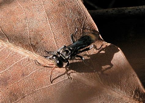 Grey Sand Loving Wasp Larra Sp