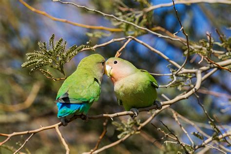 Ask Kenn Are Lovebirds Really More Affectionate Than Other Birds