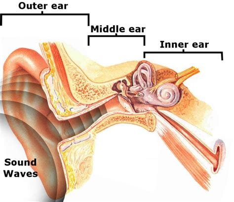 Basilar Membrane What Is It What Are Its Functions Scienceabc