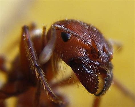 Cal Poly Bio 502 The Pheromone Trail Of Ants