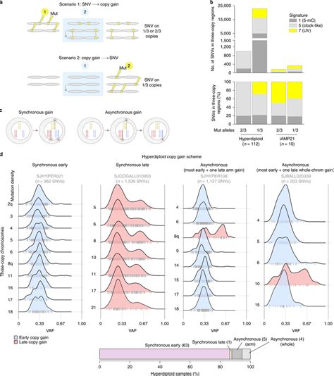 Temporal Evolution Of Uv Associated Mutations And Copy Gains In