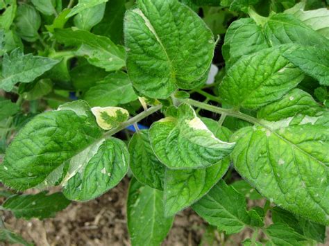 Anthracnose Object Detection Dataset By Dsdg