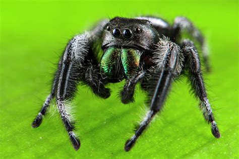 Regal Jumping Spider Captive Male With Iridescent Fangs Italy