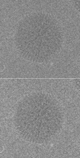 top micrograph downsampled by a factor 2 using fourier downsampling