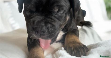 Dalmatian Cross Xl Cross Frenchie For Sale In Chesterfield Pets4homes