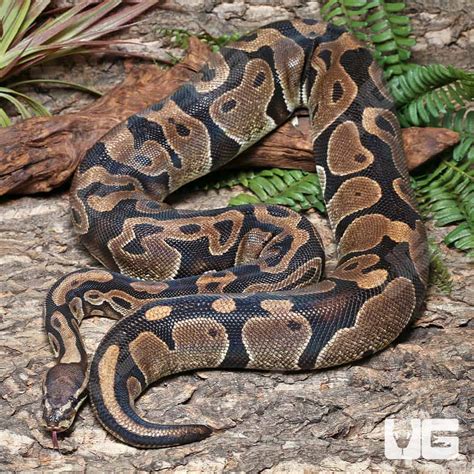 2018 Lavender Albino Spider Ball Python For Sale Underground Reptiles