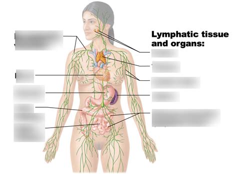 Lymphatic Vessels Tissues And Organs Diagram Quizlet