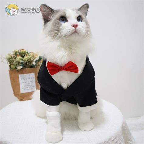 猫咪的神秘举动之为什么猫咪会做这些事？ 知乎