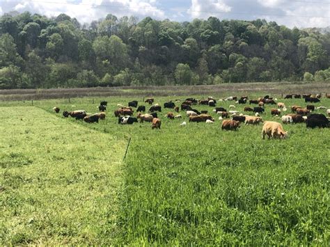 Agriculture Uncovered Pasture Management And Rotational Grazing