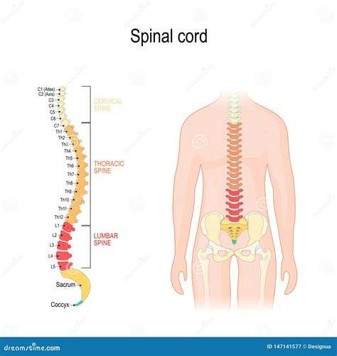 Diagram Of Backbone Vertebrae Different Types Cervical Thoracic