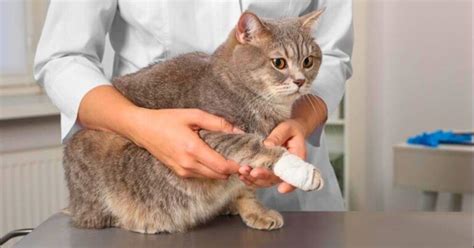 Remedios Caseros Para Curar Heridas En Gatos Bienestar De Mascotas