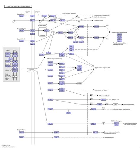 Kegg Pathway Plant Pathogen Interaction
