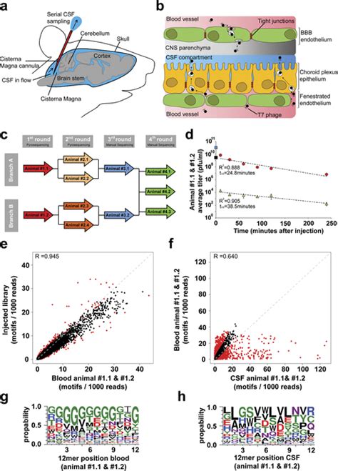 Functional In Vivo Phage Display Screening For Brain Penetrating