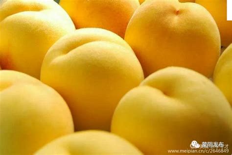 【中国蜜桃大会】“蒙阴蜜桃 ”，桃醉天下！山东频道凤凰网