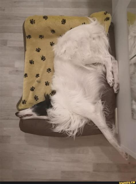 Silkenwindhound Memes Best Collection Of Funny Silkenwindhound