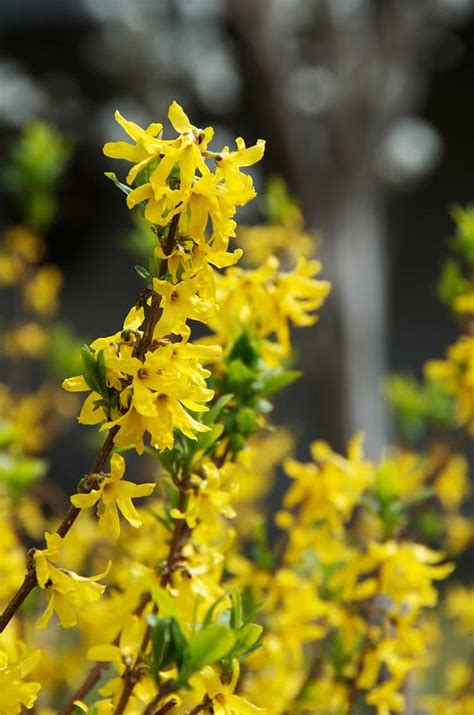 Forsythia Viridissima Identification Health Benefits Uses Invasive