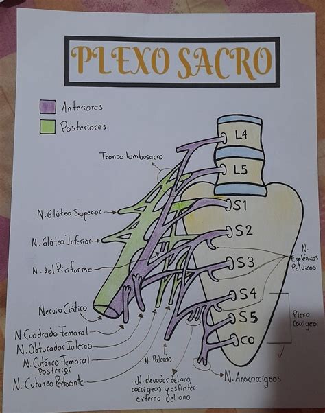 Plexo Sacro Anatomia Y Fisiologia Humana Libros De Anatomia