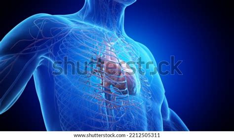 3d Rendered Medical Illustration Human Heart Stock Illustration