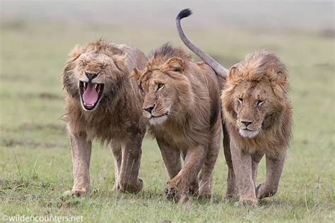 Eaten Rhino Poacher Shrieked Three Lions On My Shirt