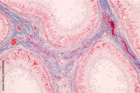 Anatomy And Histological Epididymis And Testis Human Cells Under