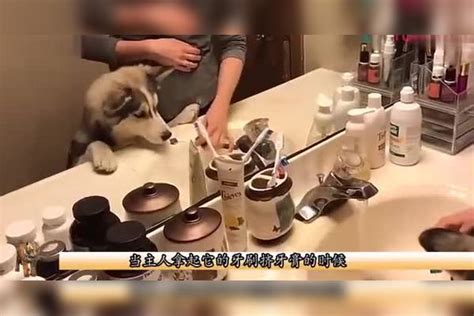 哈士奇竟有这种 癖好”，主人每天不给自己刷牙就绝食，简直成精了癖好主人哈士奇