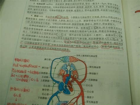 动脉血和静脉血如何转化？ 知乎