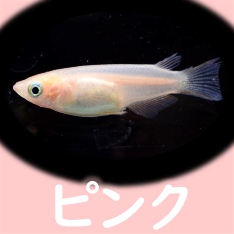 改良メダカの系統図