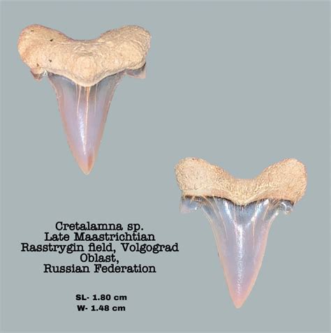 Cretalamna Sp Members Gallery The Fossil Forum