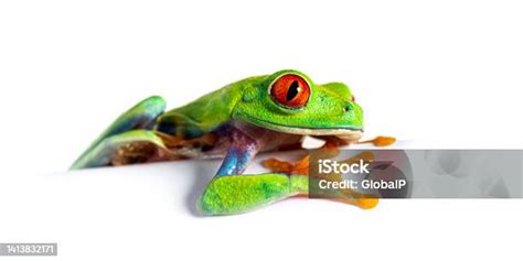 붉은 눈의 나무 개구리가 하얀 시트에 기대어 관찰 Agalychnis Callidryas 0명에 대한 스톡 사진 및 기타 이미지