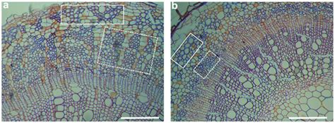 Cross Sections Of Hemp Hypocotyls Aged 4 Weeks And Grown In The Absence