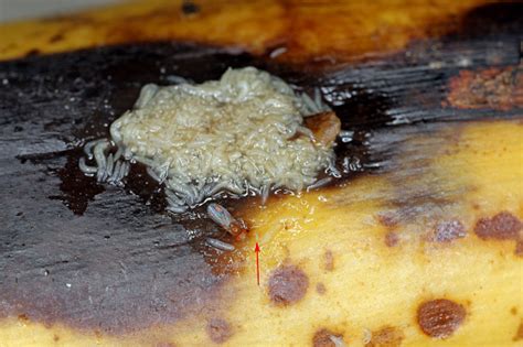 유충의 Ot 구더기 성인과 계란 일반적인 과일 비행 또는 식초 비행 Drosophila 멜라노가스터 그것은 가족의 비행의 종