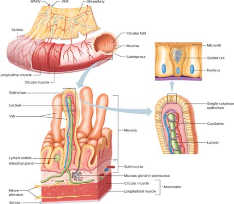Chapter Digestive System Flashcards Quizlet